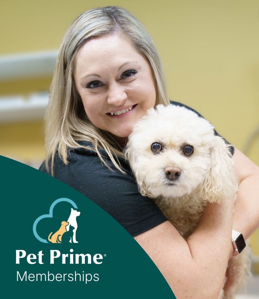 Omaha Vets Group | Omaha Veterinarians